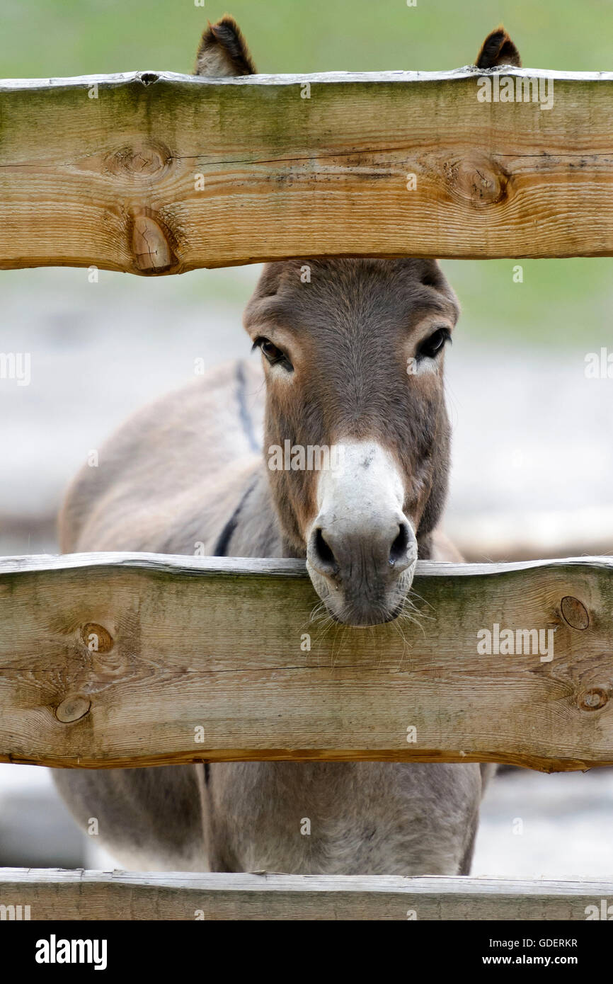 Donkey from the front hi-res stock photography and images - Alamy