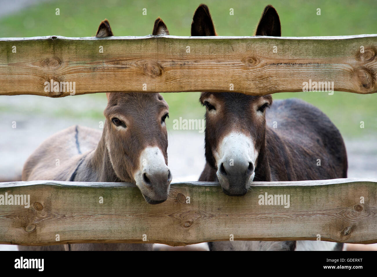 Donkey from the front hi-res stock photography and images - Alamy