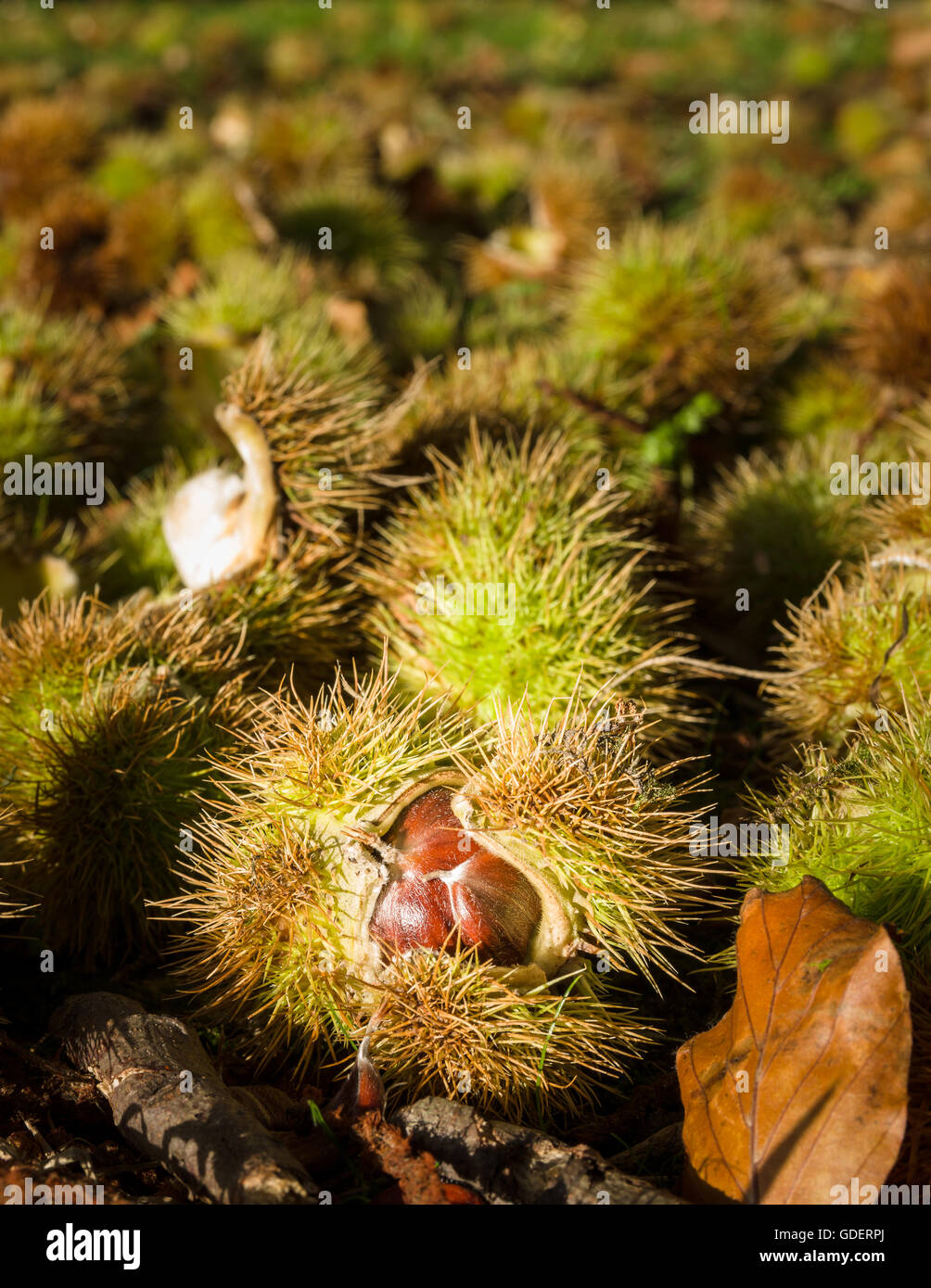 Sweet chestnut (Castanea sativa) is a deciduous broadleaf tree native ...