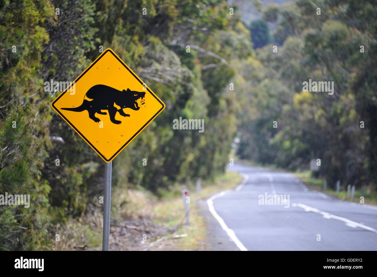 Tasmanian devil hi-res stock photography and images - Alamy