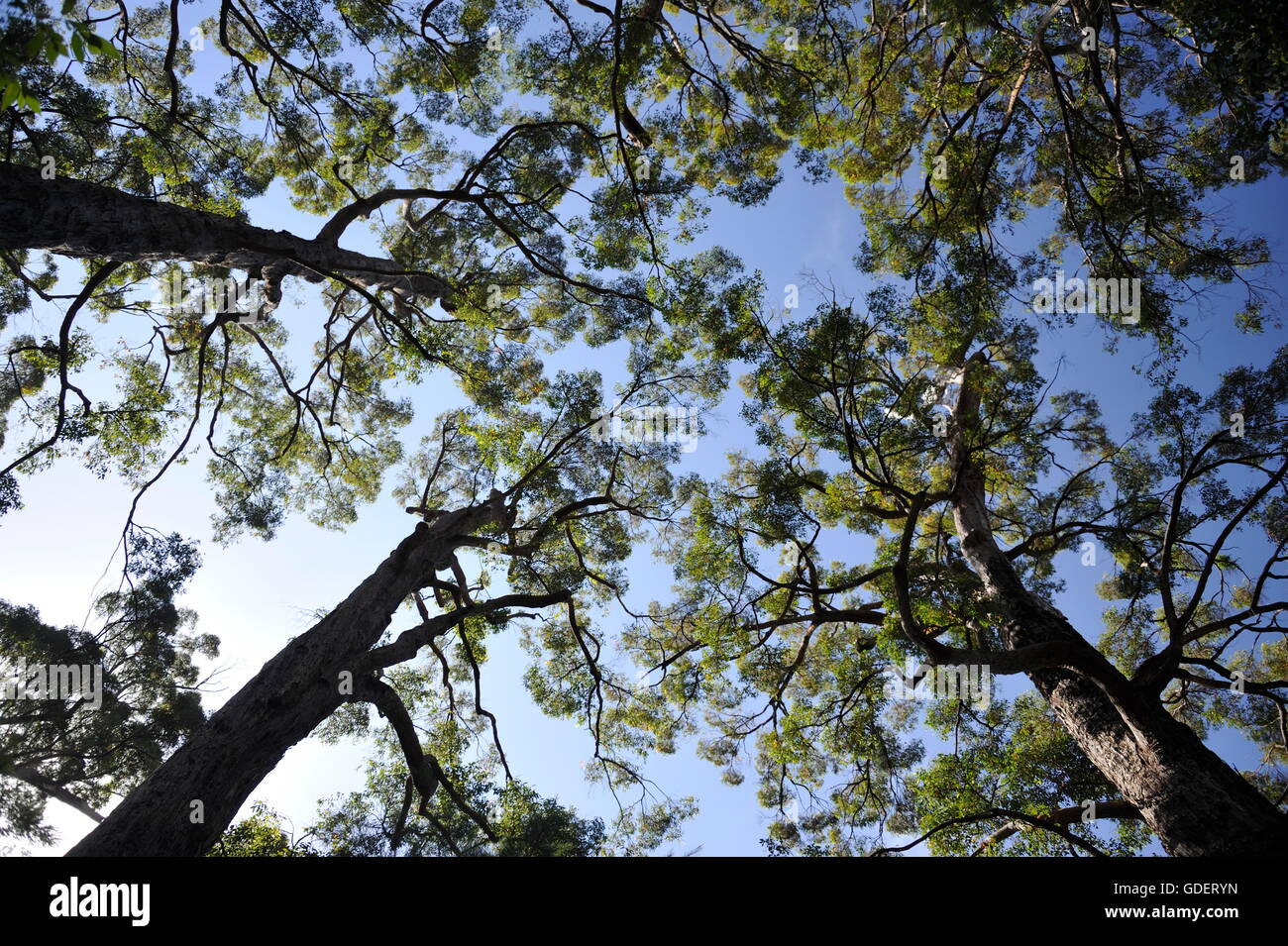 Tree canopies, Tree Top Walk, Tingletrees Walpole Nornalup national ...