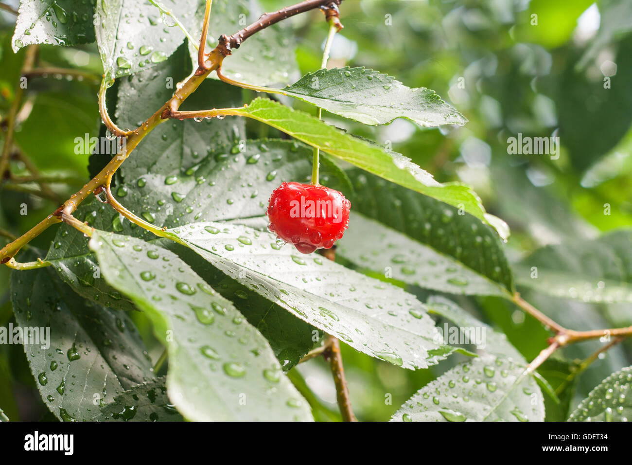 cherries on a branch in the rain Stock Photo - Alamy