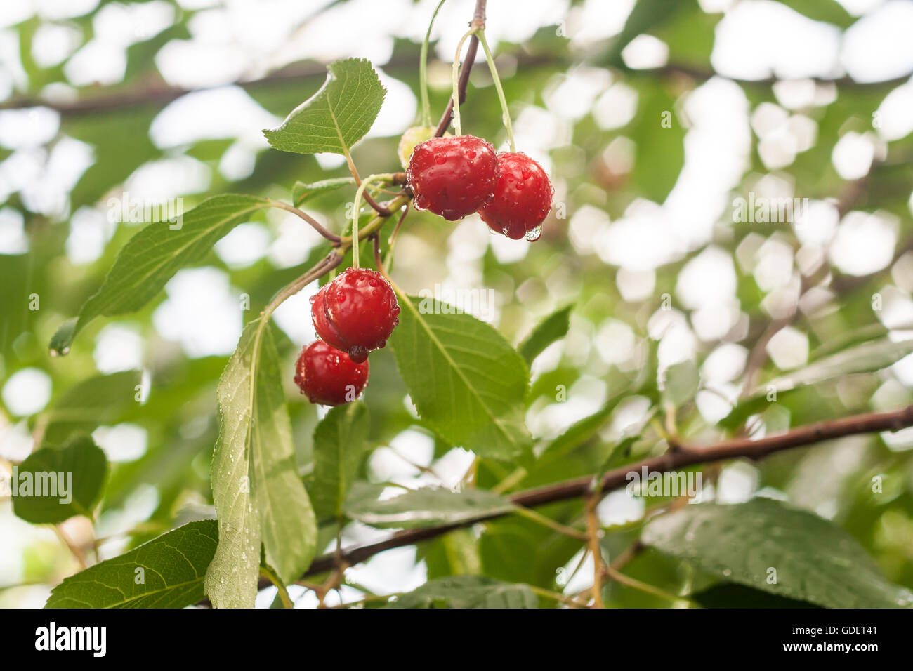 Cherries after rain hi-res stock photography and images - Alamy