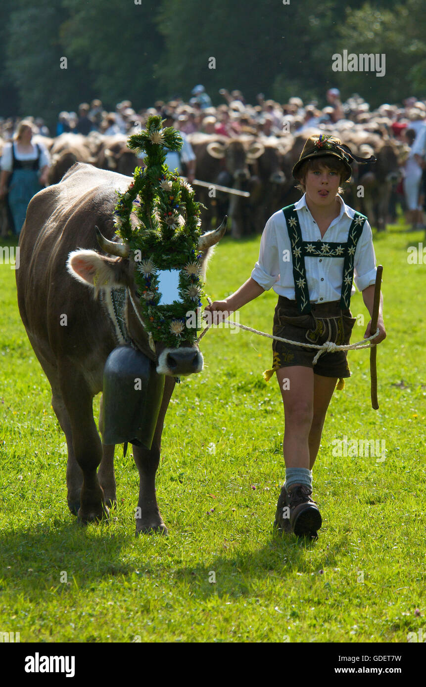 Ceremonial driving down of cattle from the mountain pastures into the ...