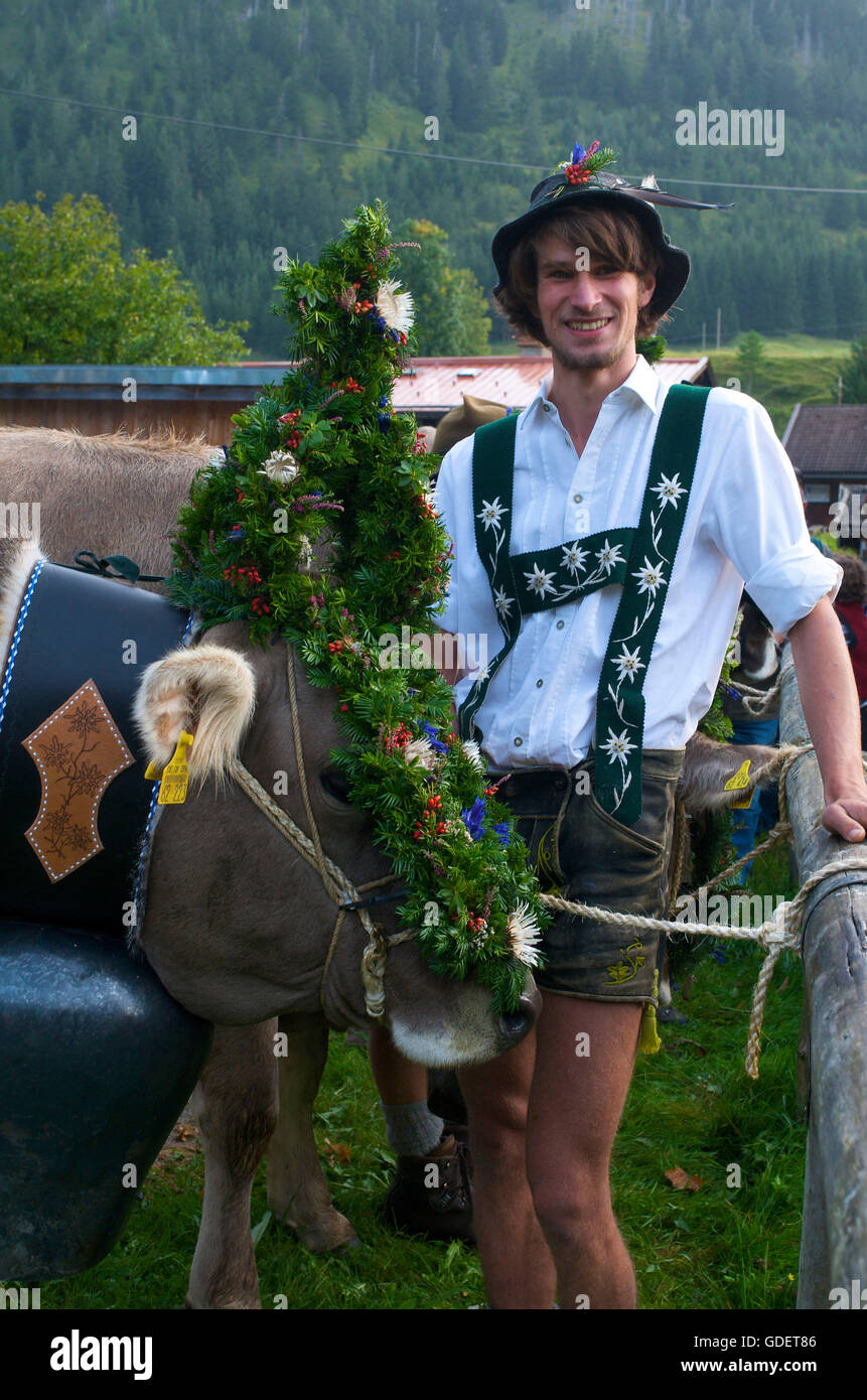 Ceremonial driving down of cattle from the mountain pastures into the ...