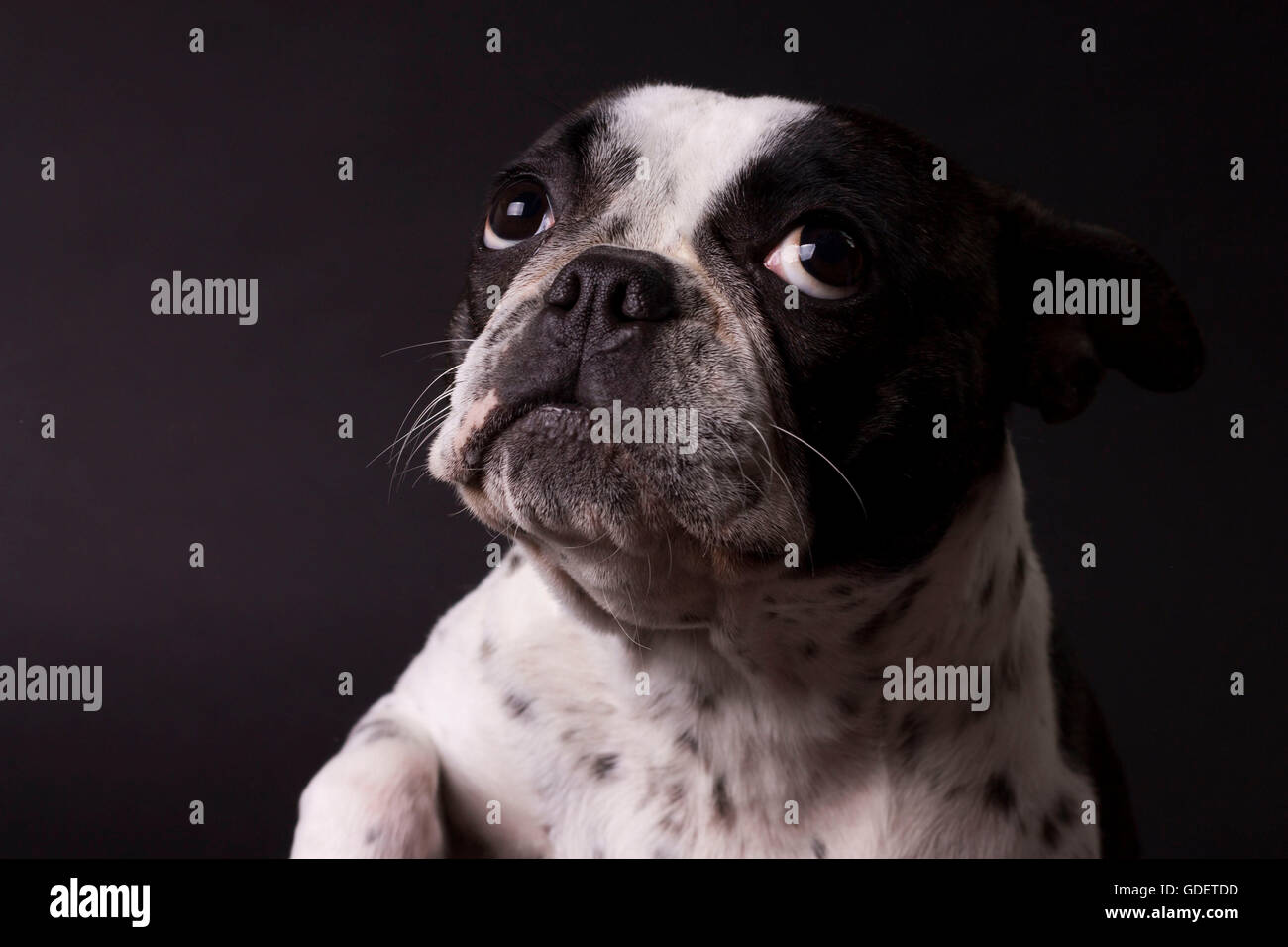 Dog looking curious Stock Photo - Alamy