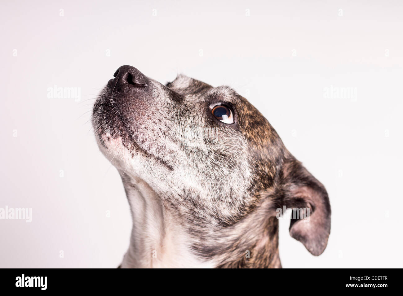 Dog side profile Stock Photo - Alamy