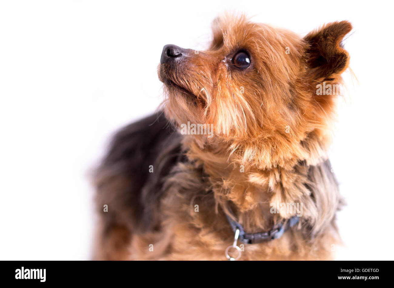 Old Yorkshire Terrier side profile Stock Photo - Alamy
