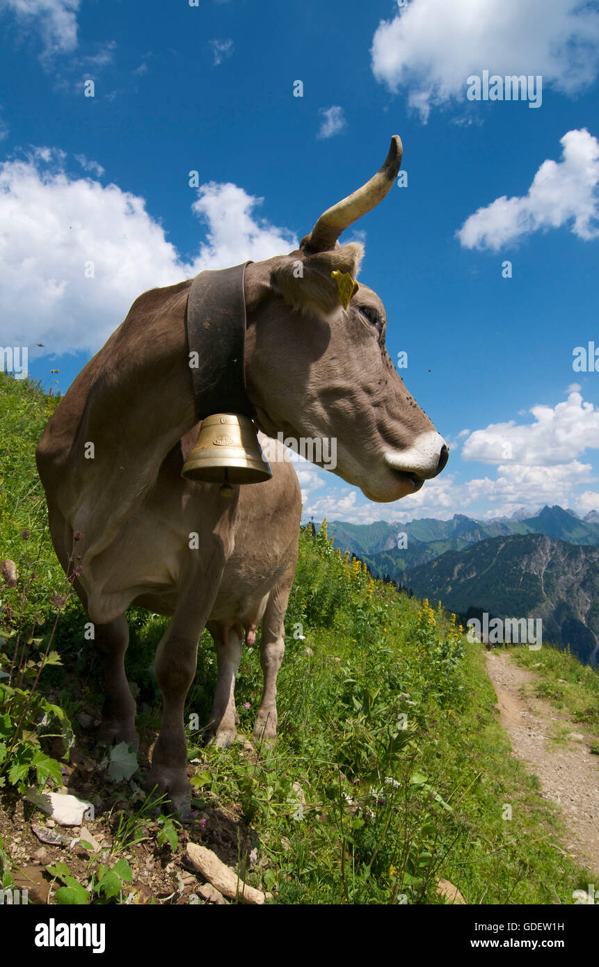 Cow, Allgaeu, Bavaria, Germany Stock Photo - Alamy