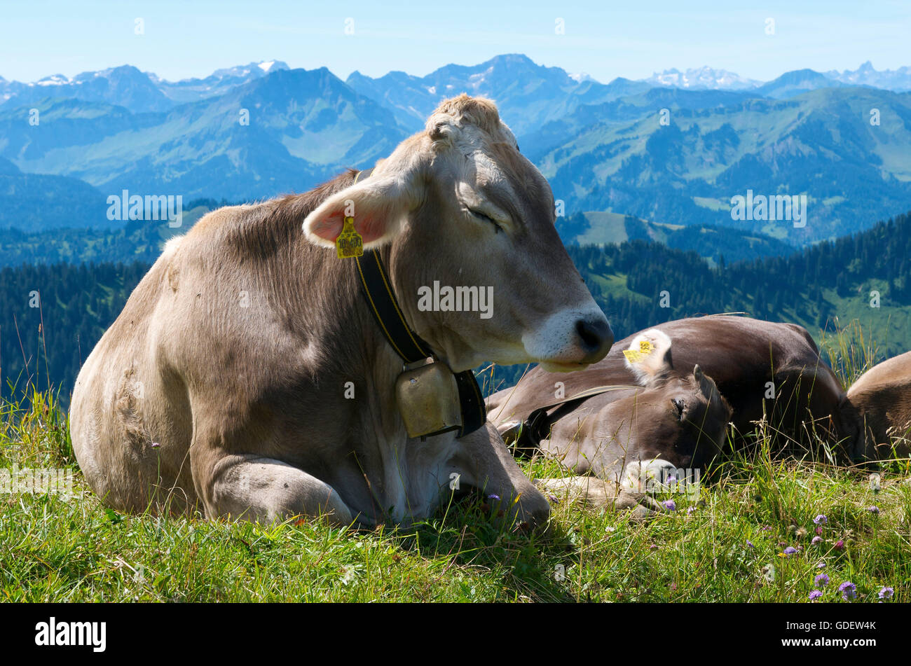 Images of cows hi-res stock photography and images - Alamy