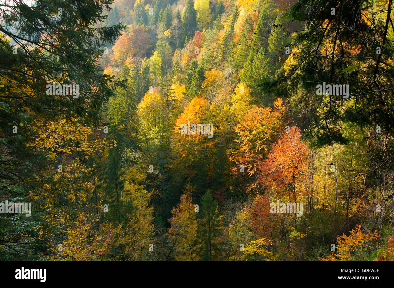 Autumn in scheidegg allgaeu hi-res stock photography and images - Alamy