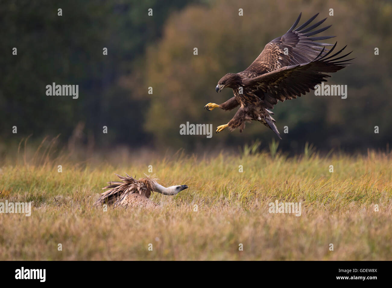 Vulture eagle hi-res stock photography and images - Alamy