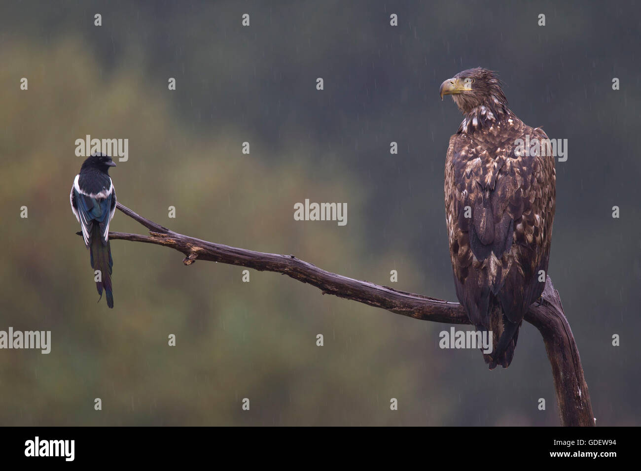White-tailed Eagle, juvenile, and Magpie, in rain, Poland / (Haliaeetus ...