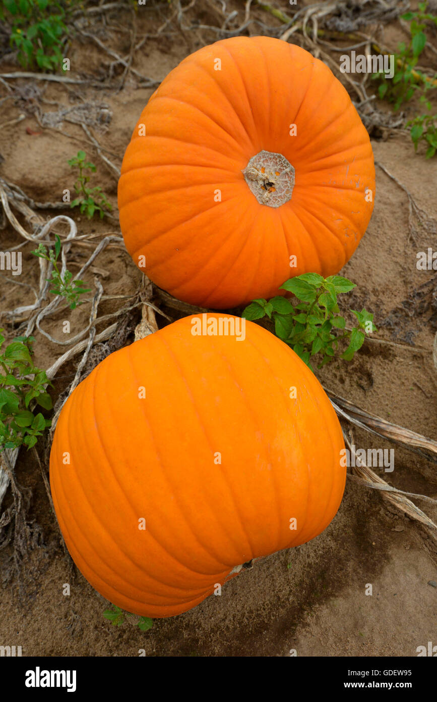 Pumpkins cucurbita pepo hi-res stock photography and images - Alamy