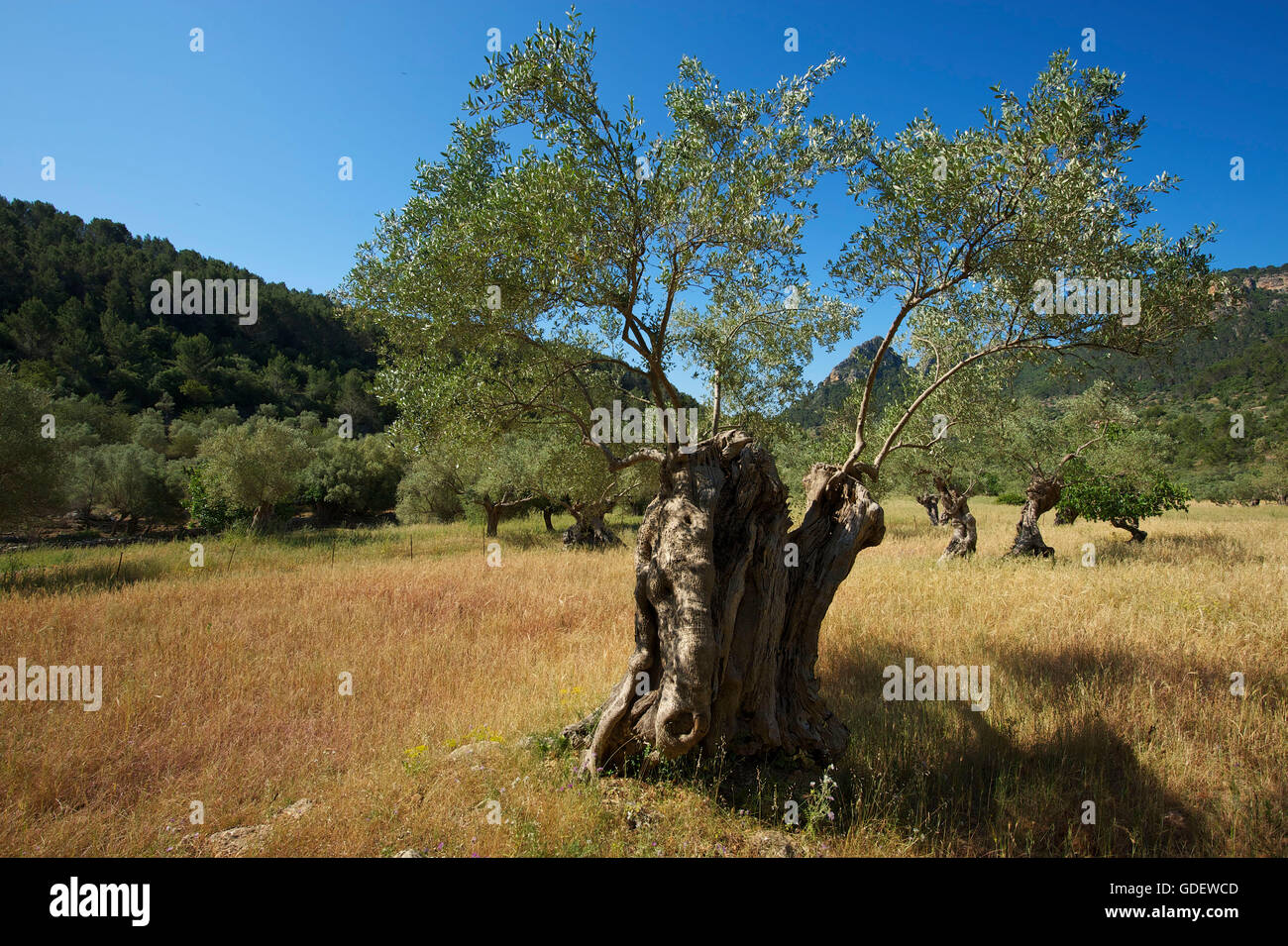 Old olive trees hi-res stock photography and images - Alamy