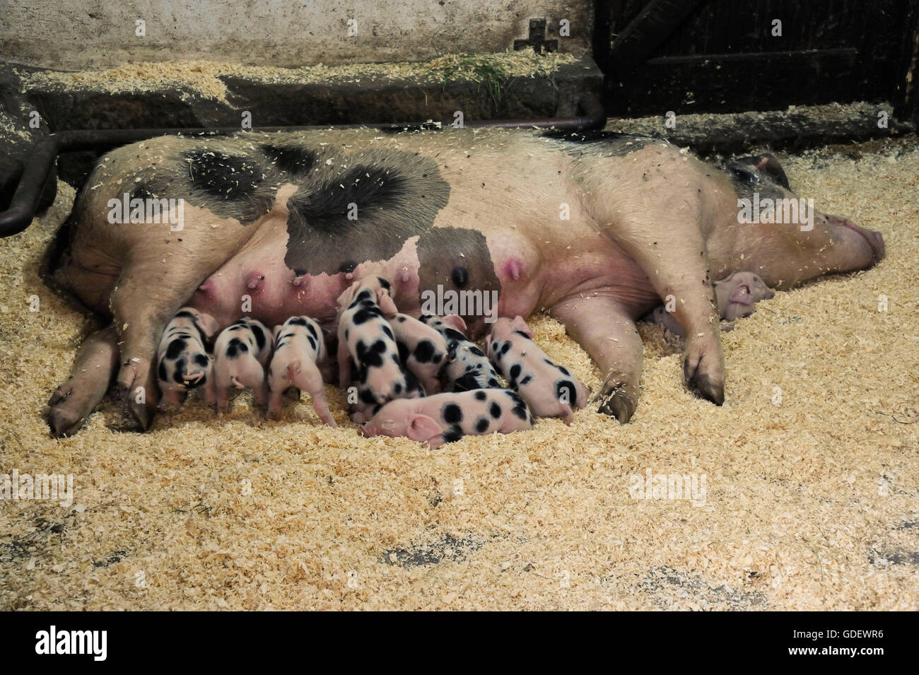 Bentheimer pigs, sow and piglets, animal park Nordhorn, Nordhorn, Lower ...