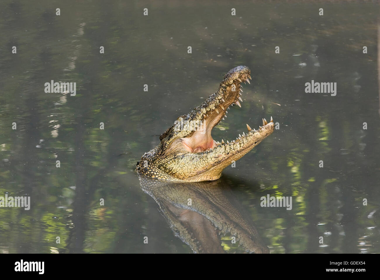 Siamese crocodile, Cat Tien National Park, Vietnam / (Crocodylus ...