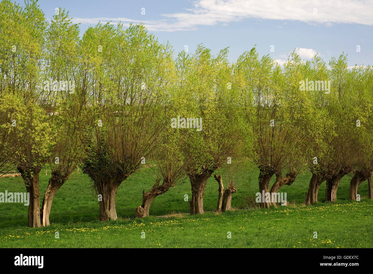 Pollard Willow Trees, near Paderborn, North Rhine-Westphalia, Germany ...