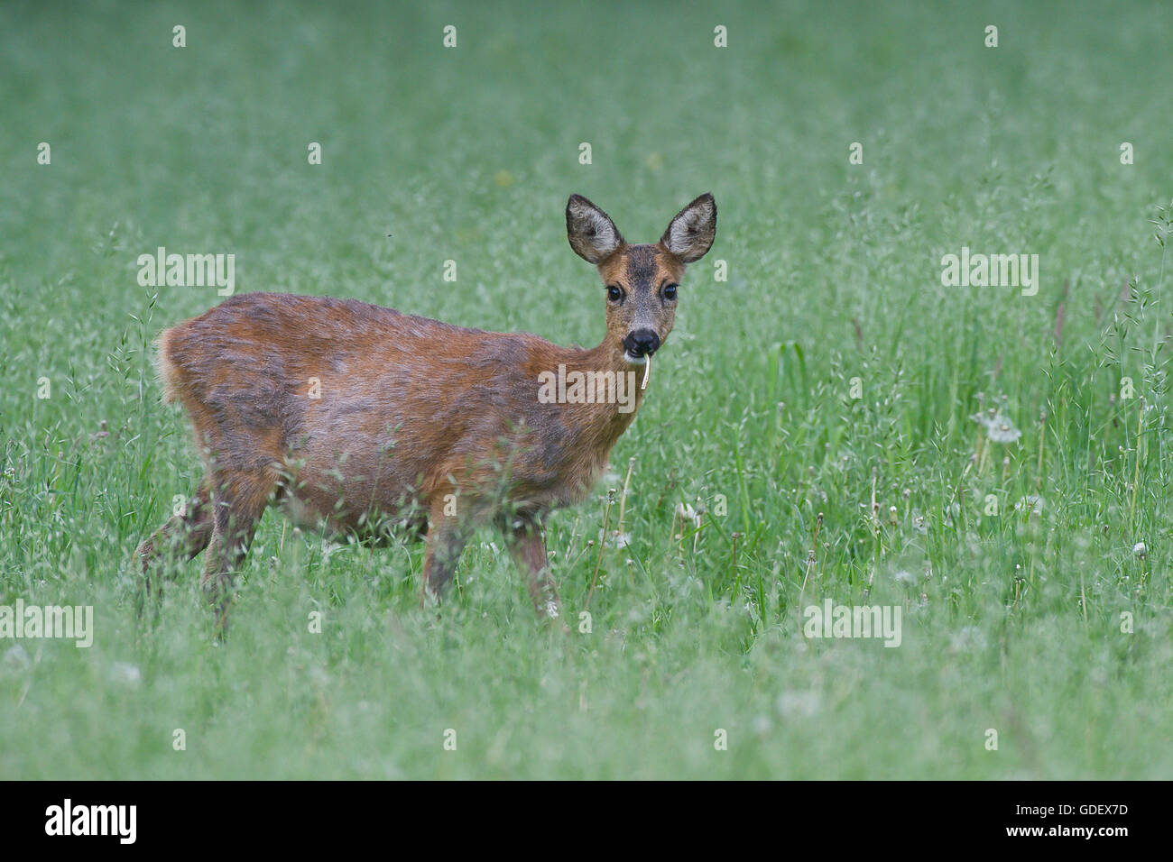 Roe Deer, pregnant doe, North Rhine-Westphalia, Germany / (Capreolus ...