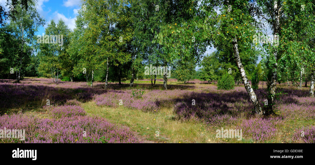 Heath landscape, Senne, North Rhine-Westphalia, Germany Stock Photo - Alamy