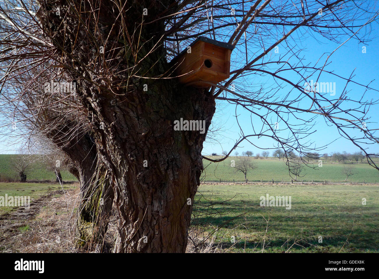 Nesting box for little owls in pollard willow tree hi-res stock ...