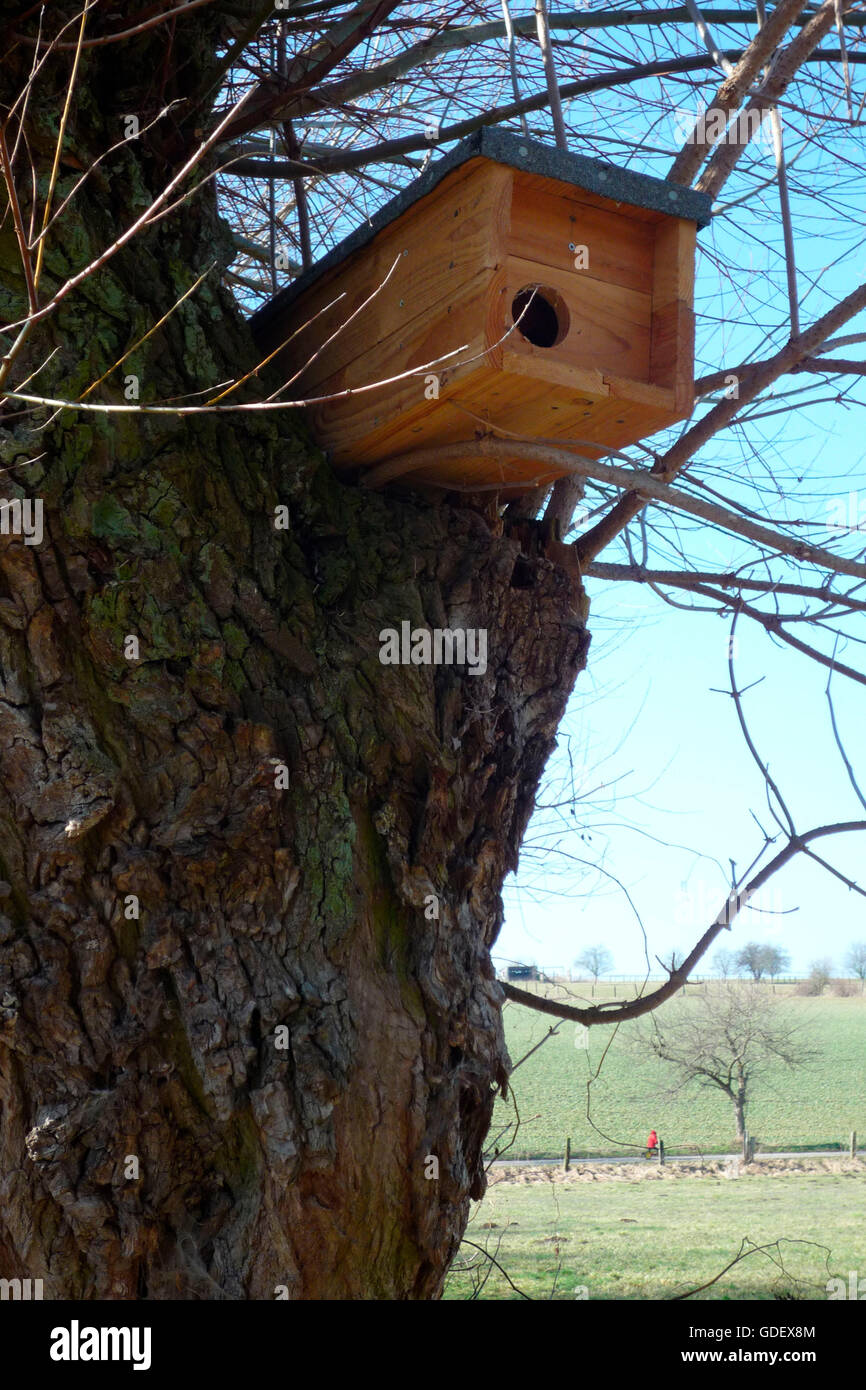 Nesting box for Little Owls in Pollard Willow Tree, North Rhine ...