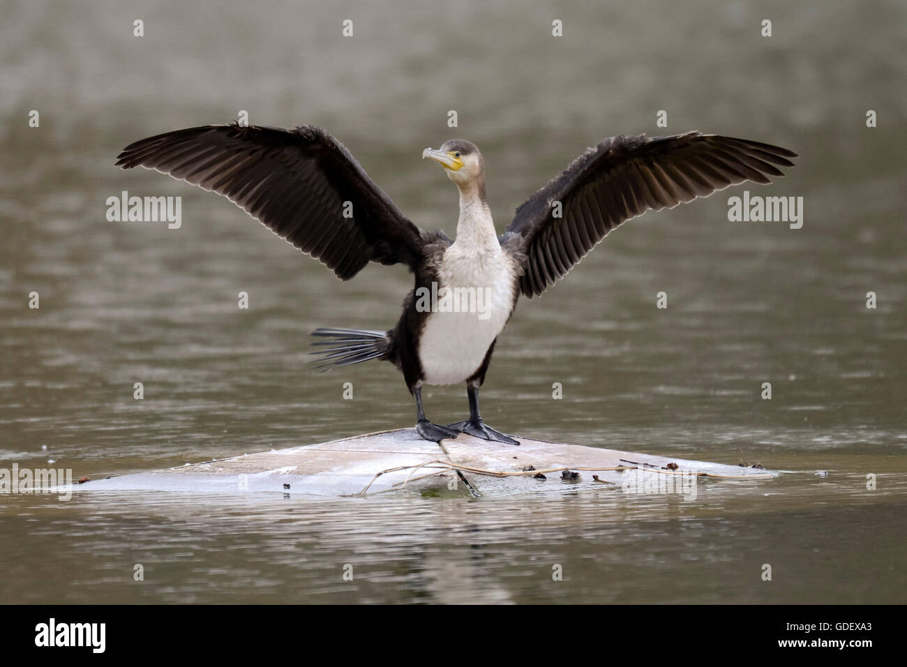 Common cormorants hi-res stock photography and images - Alamy