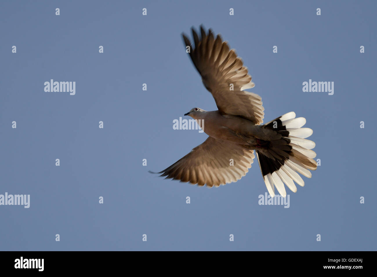 Shot collared dove flying hi-res stock photography and images - Alamy