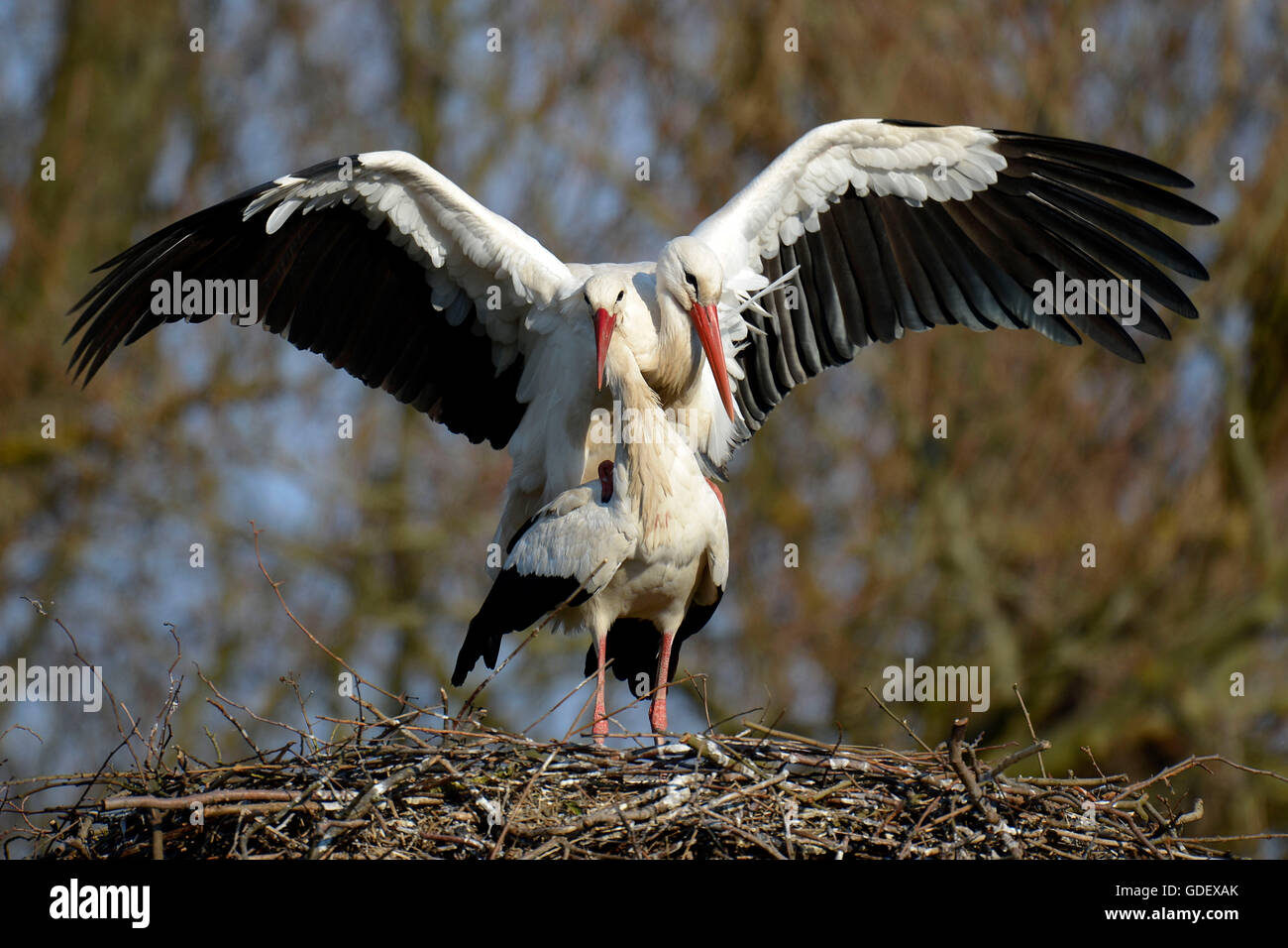 Mating white storks hi-res stock photography and images - Alamy