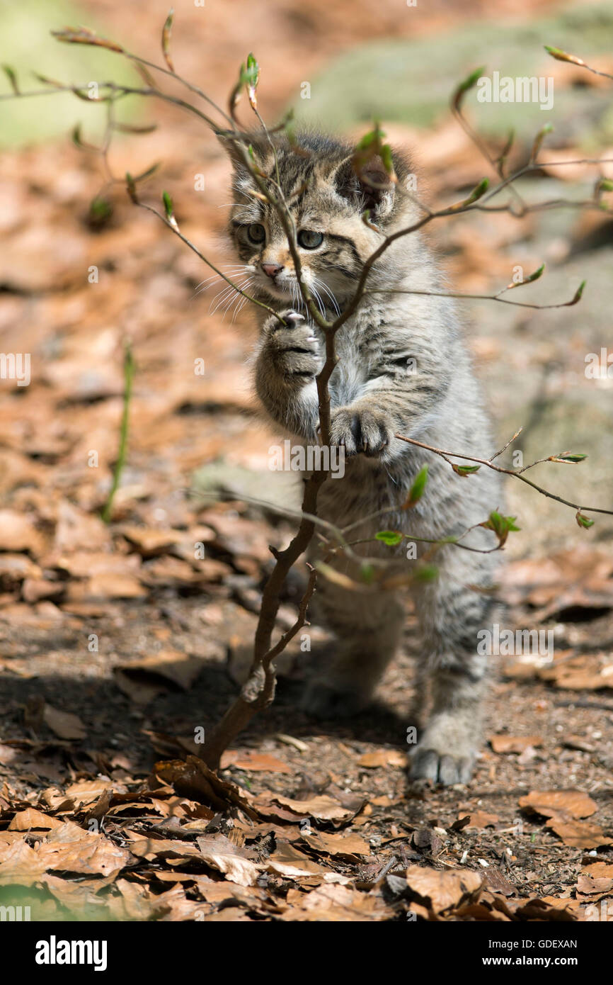 Common Wild Cat, kitten, National Park Bavarian Forest, Bavaria ...