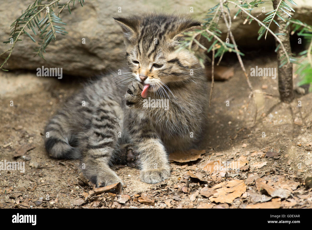Common Wild Cat, kitten, National Park Bavarian Forest, Bavaria ...