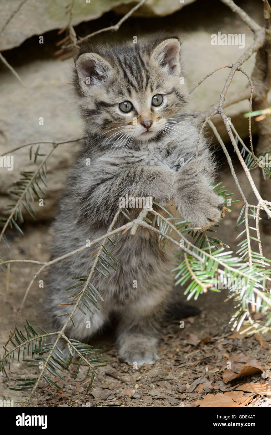 Common Wild Cat, kitten, National Park Bavarian Forest, Bavaria ...