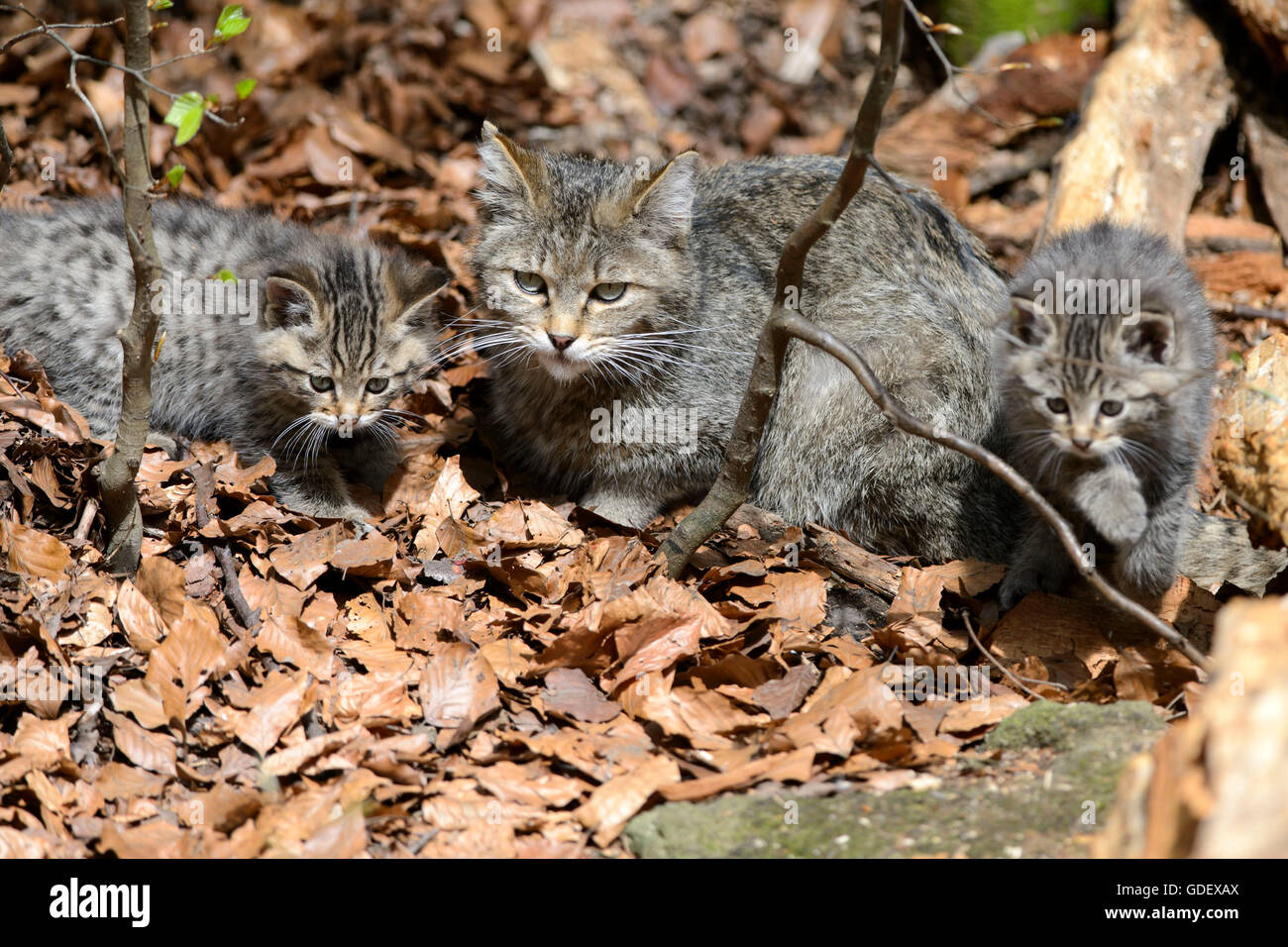 Common Wild Cat with kittens, National Park Bavarian Forest, Bavaria ...