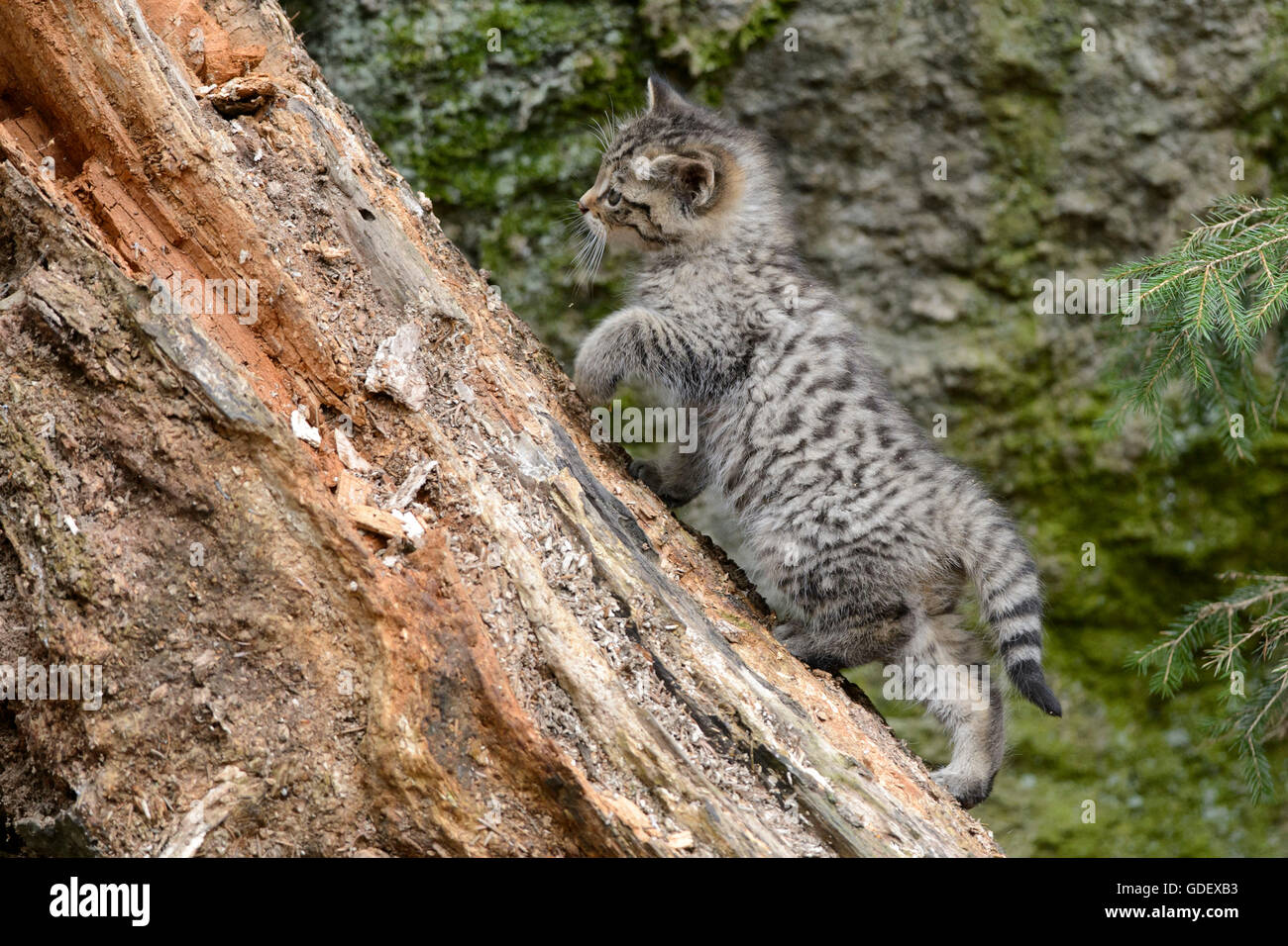 Common Wild Cat, kitten, National Park Bavarian Forest, Bavaria ...