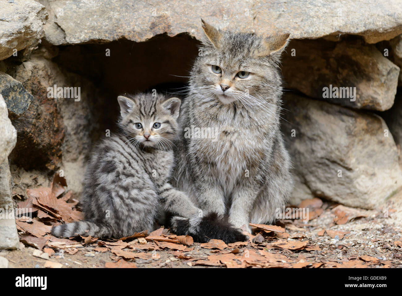 Common Wild Cat with kittens, National Park Bavarian Forest, Bavaria ...