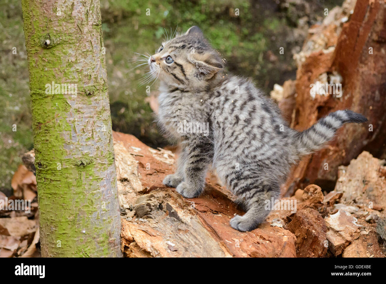 Common Wild Cat, kitten, National Park Bavarian Forest, Bavaria ...
