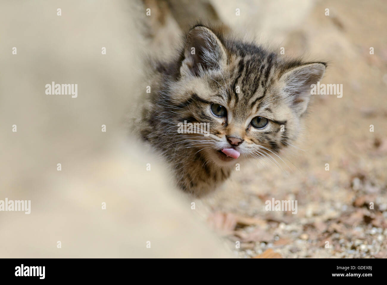 Common Wild Cat, kitten, National Park Bavarian Forest, Bavaria ...