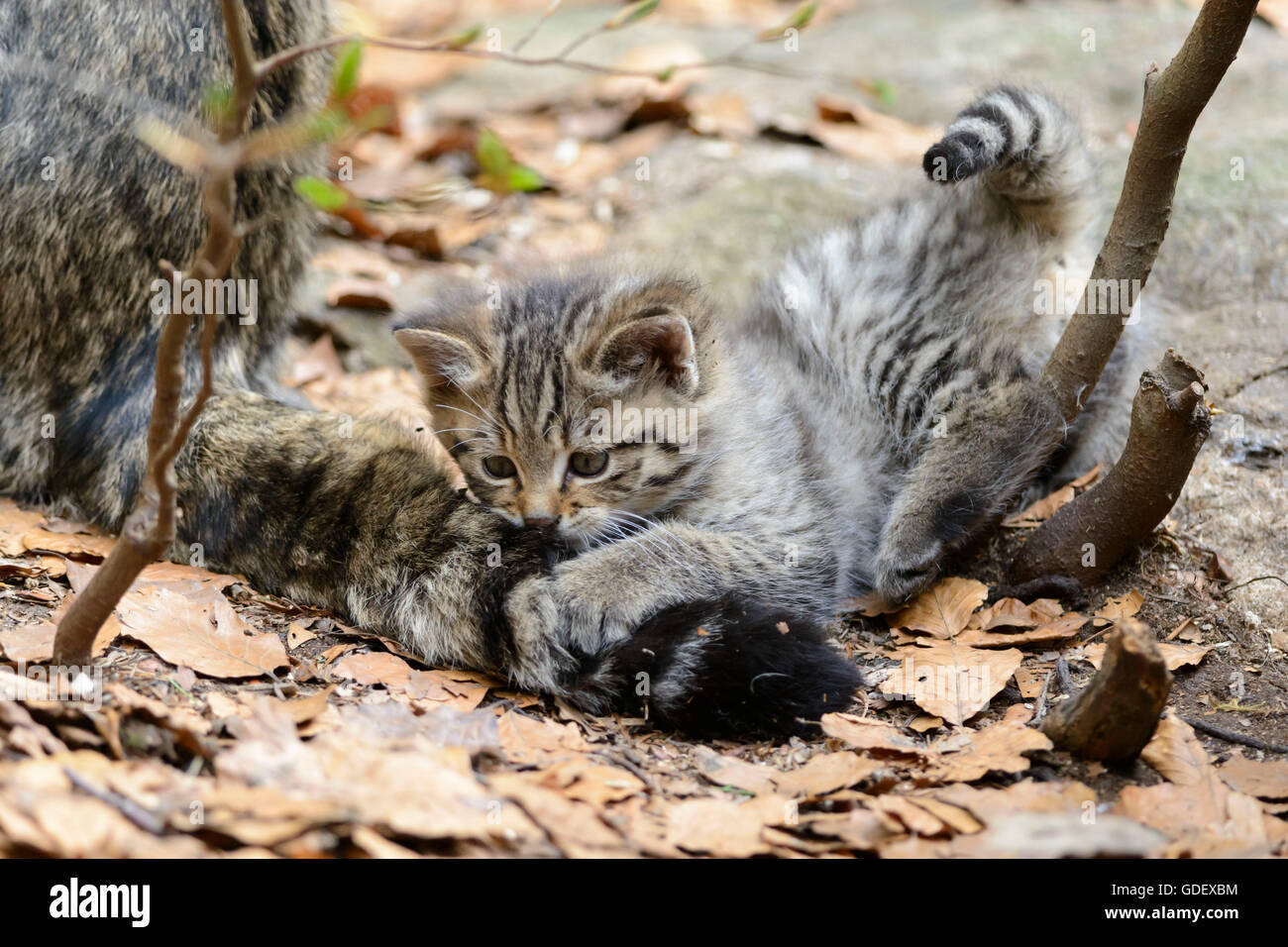 Common Wild Cat with kitten, National Park Bavarian Forest, Bavaria ...