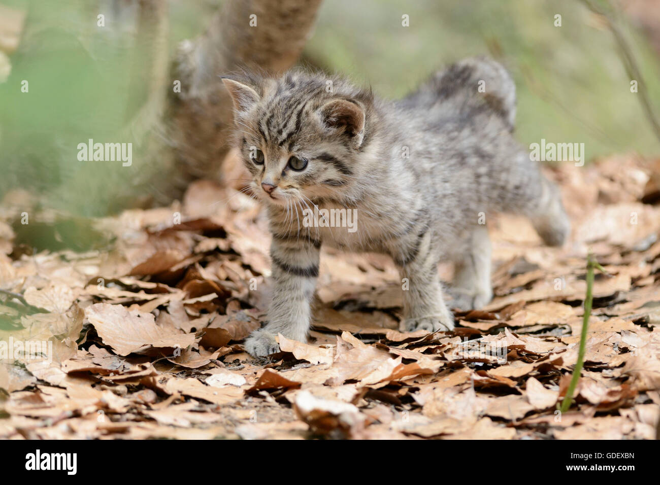 Common Wild Cat, kitten, National Park Bavarian Forest, Bavaria ...