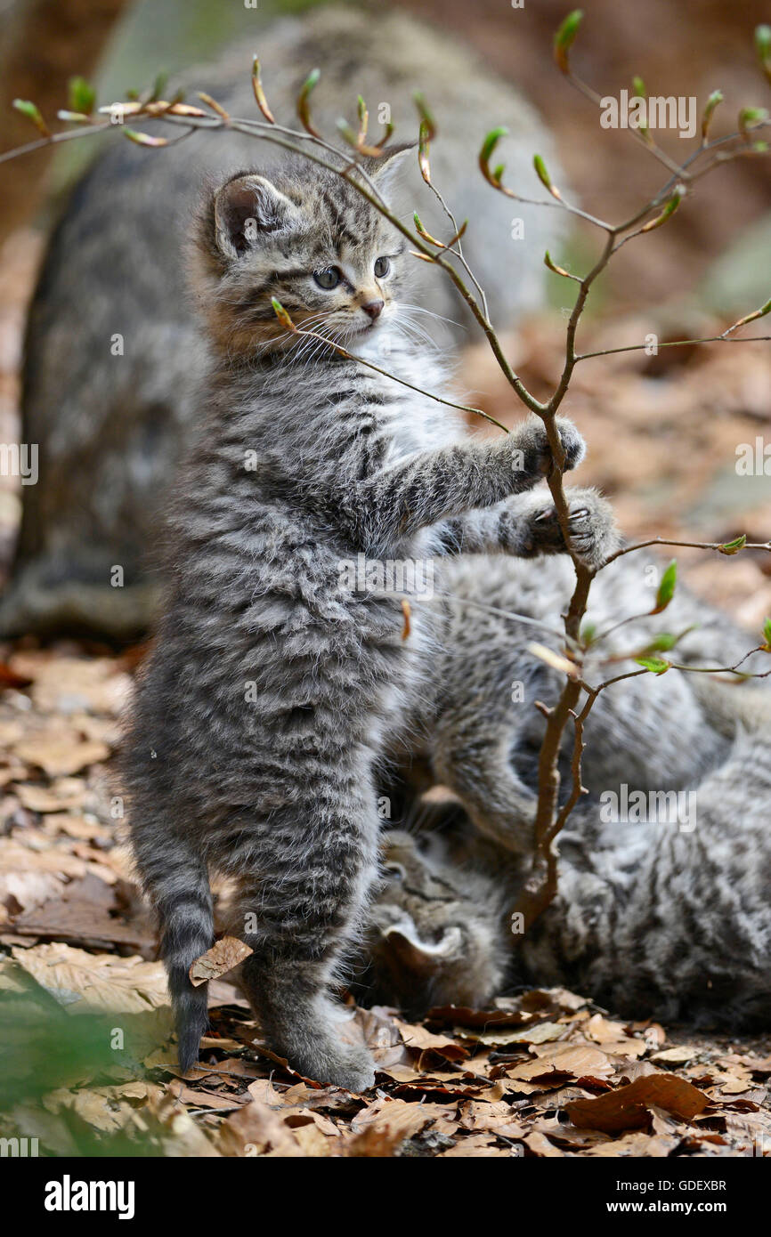 Common Wild Cat, kitten, National Park Bavarian Forest, Bavaria ...