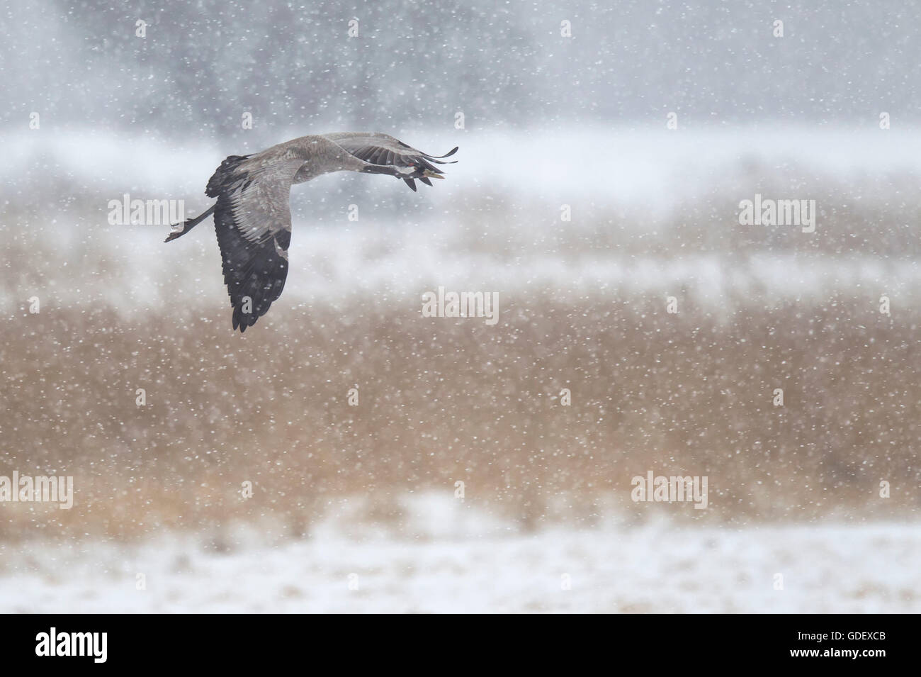 Snow flying crane hi-res stock photography and images - Alamy