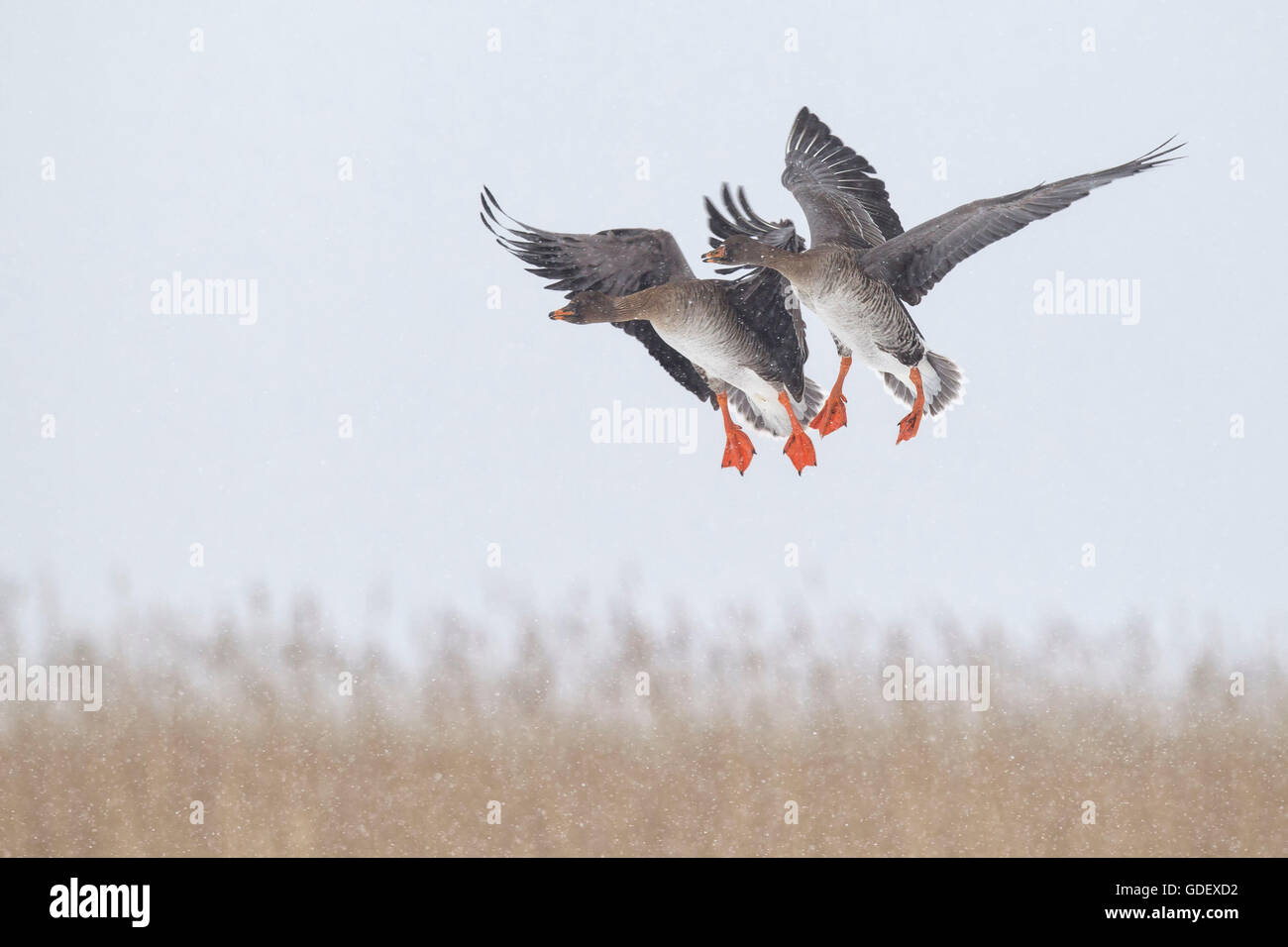 Bean Geese, Mecklenburg-Western Pommerania, Germany / (Anser fabalis ...