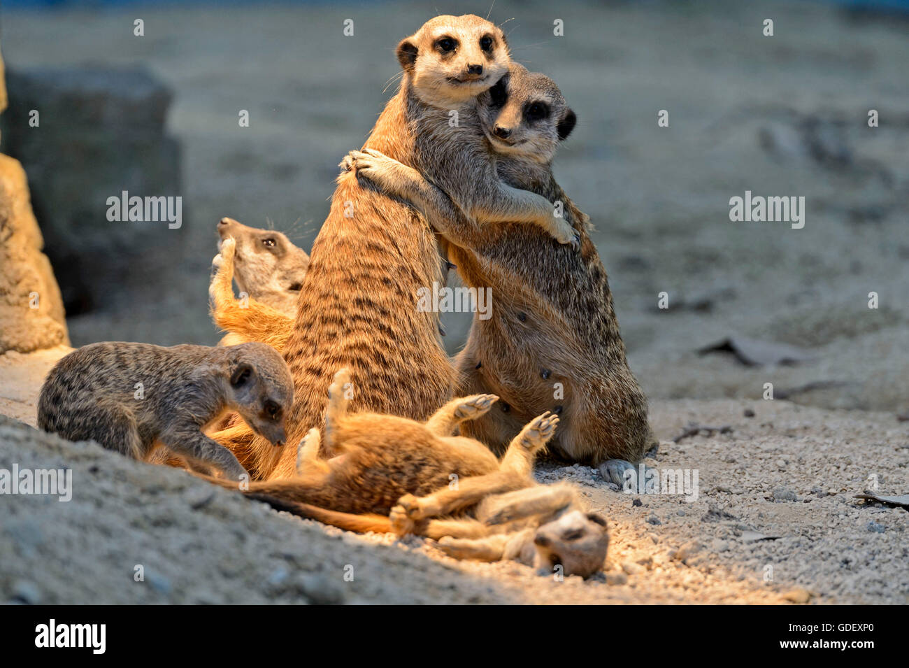 Meerkat, Suricate suricatta, captive, Germany Stock Photo - Alamy