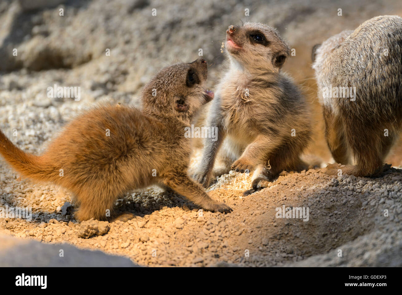 Meerkat, Suricate suricatta, captive, Germany Stock Photo - Alamy