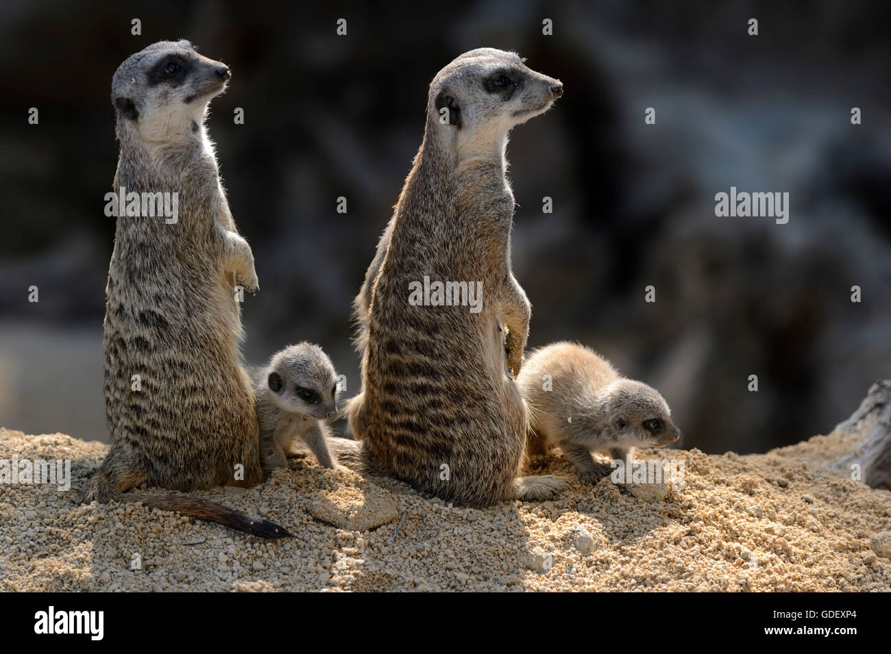 Meerkat, Suricate suricatta, captive, Germany Stock Photo - Alamy
