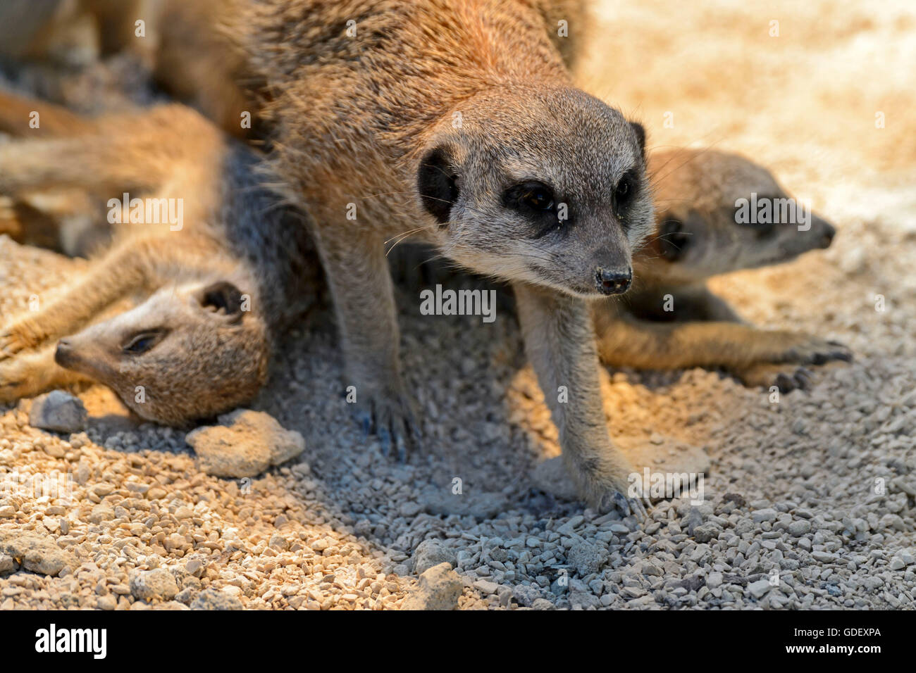 Meerkat, Suricate suricatta, captive, Germany Stock Photo - Alamy