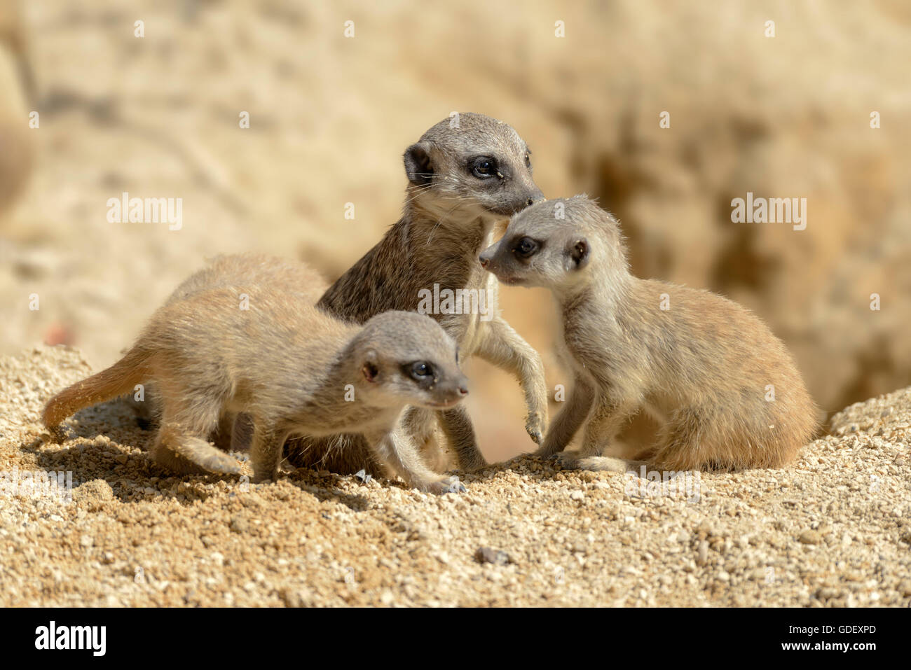 Meerkat, Suricate suricatta, captive, Germany Stock Photo - Alamy