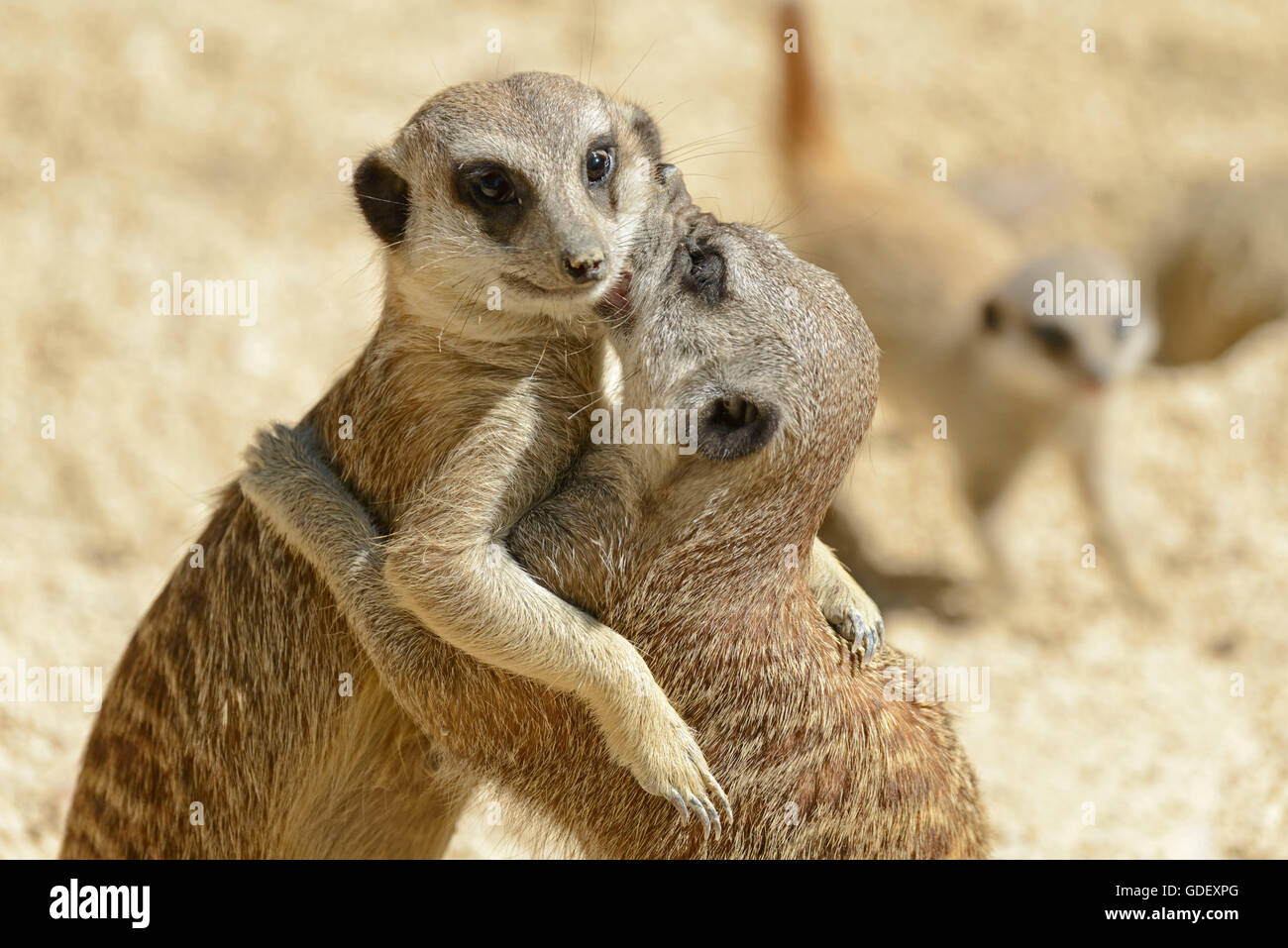 Meerkat, Suricate suricatta, captive, Germany Stock Photo - Alamy