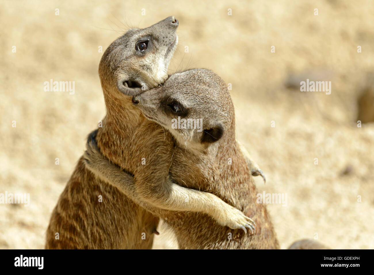 Meerkats hug hi-res stock photography and images - Alamy
