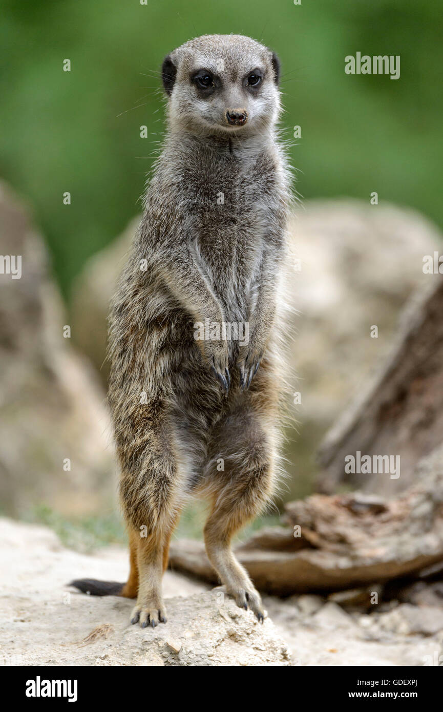 Meerkat, Suricate suricatta, captive, Germany Stock Photo - Alamy